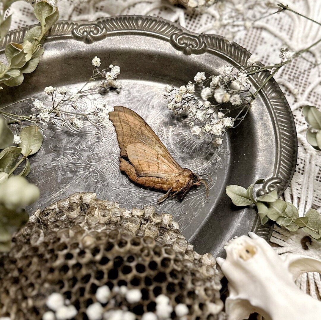 Real Preserved Moth – No. 13, Natural History, Curiosity, Oddity, Dried ...