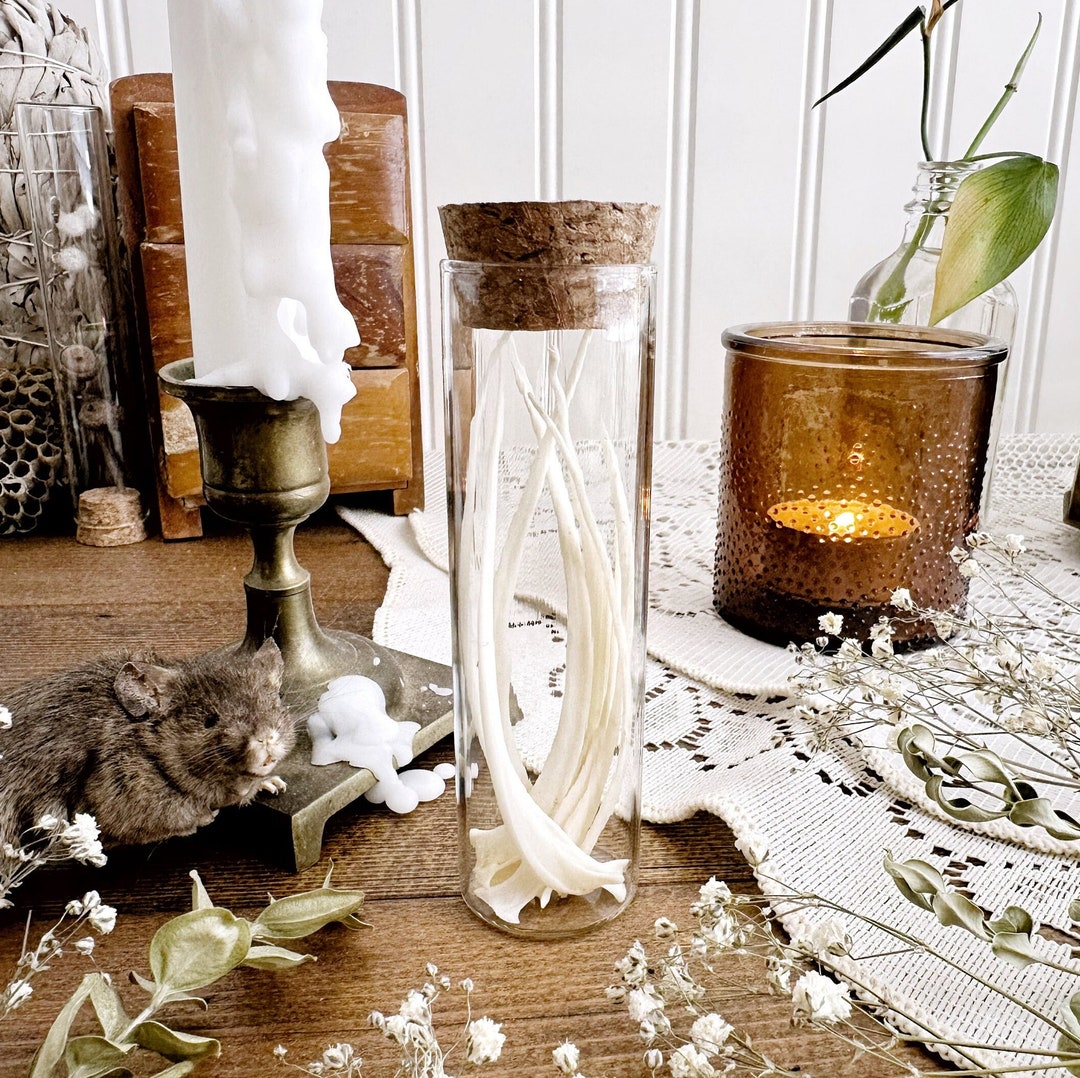 Real Carp Rib Bones in Glass Vial, Fish Rib Bones, Natural History ...