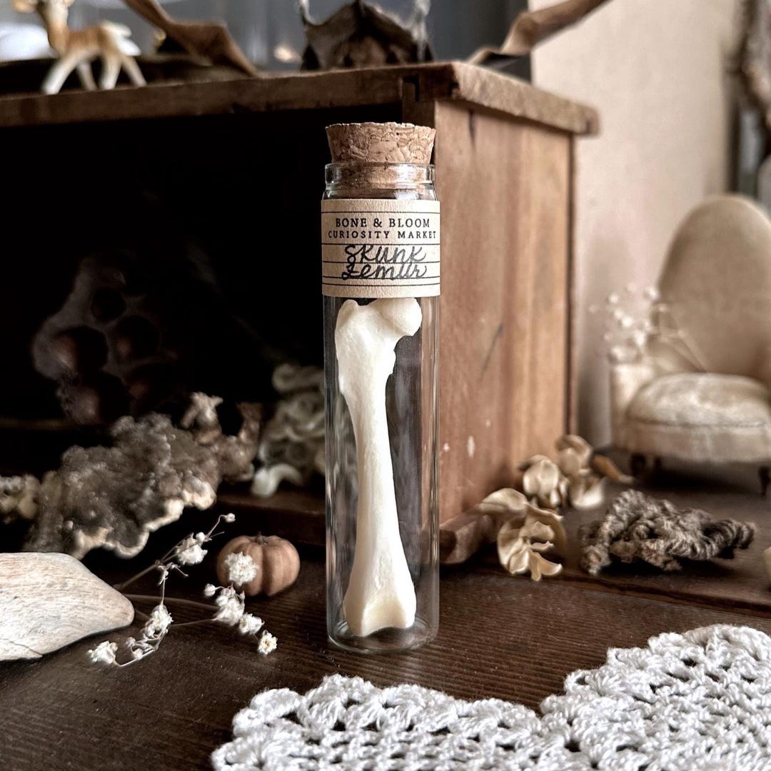 Real Skunk Femur Bone in Glass Vial – No. 01, Skunk Taxidermy, Real ...