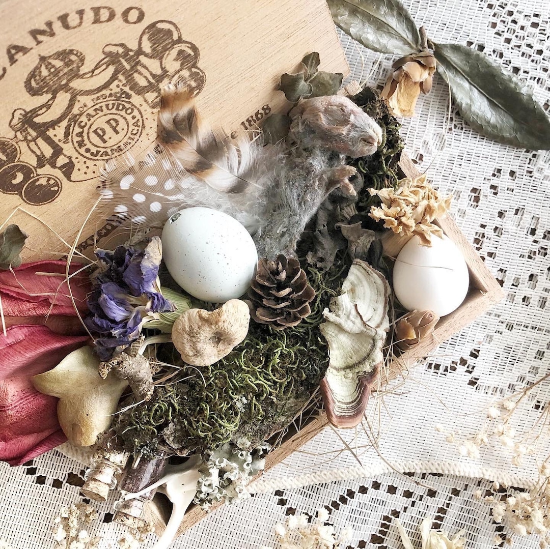Death in Spring Collection in Vintage Wooden Box, Mummified Rabbit ...