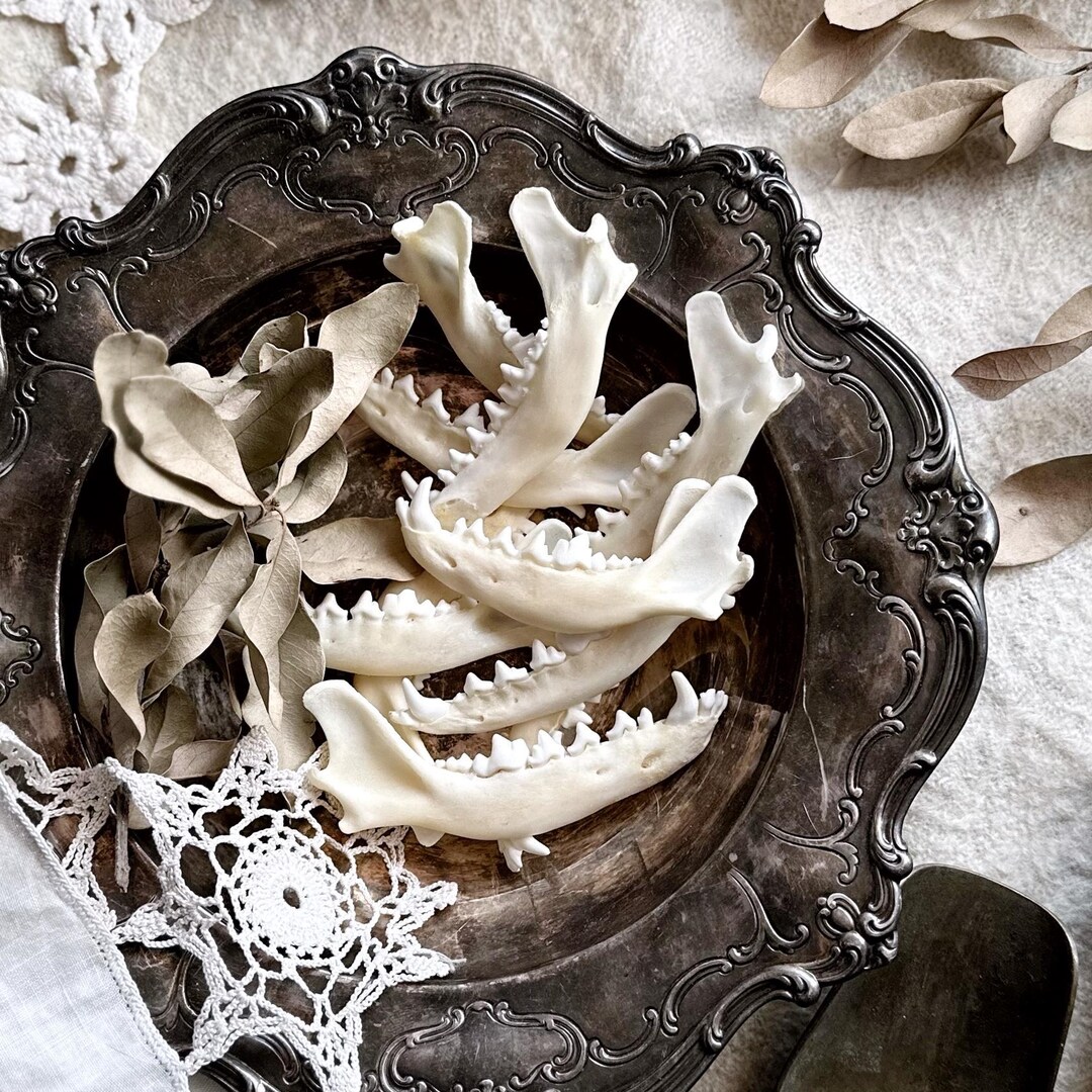 One Real Fox Jawbone, Fox Bones, Natural History, Curiosity, Oddity ...