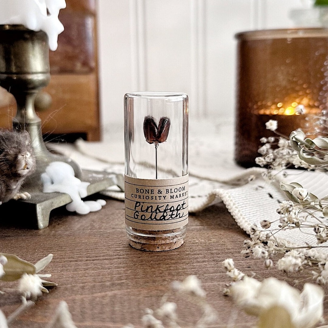 Petite Pinkfoot Goliath Tarantula Fangs in Glass Vial, Real Tarantula ...