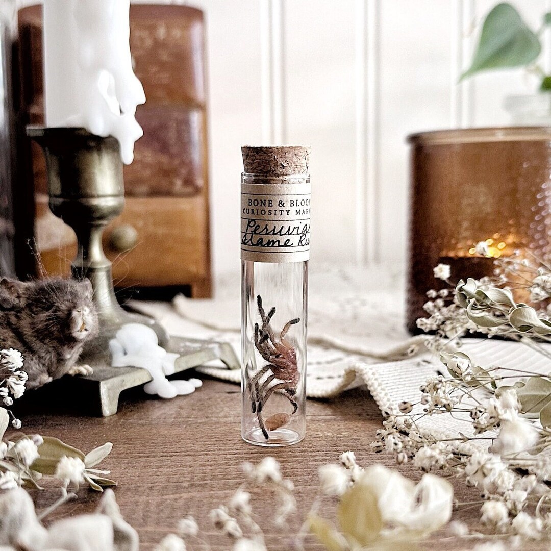 Petite Peruvian Flame Rump Tarantula Molt in Glass Vial, Natural ...