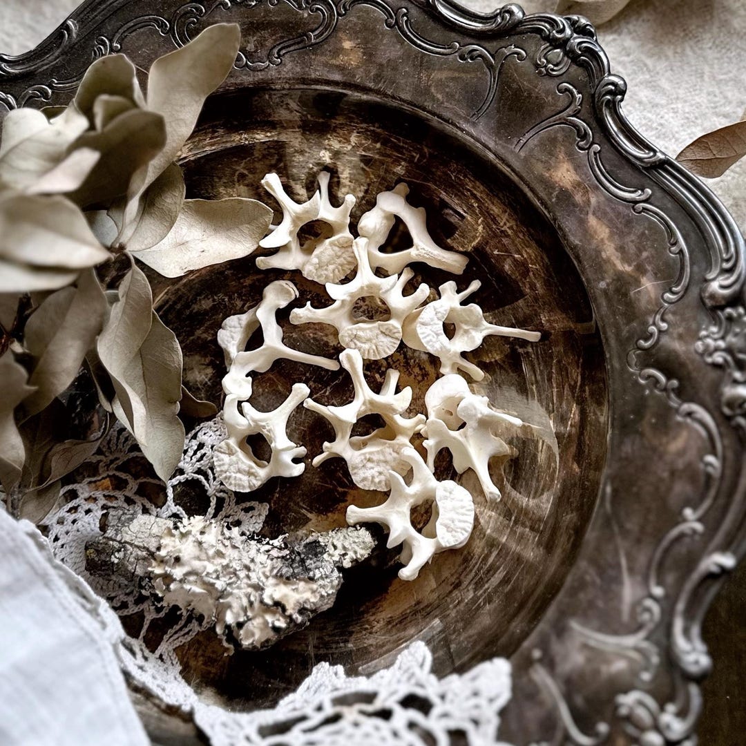 One Large Beaver Vertebrae Bone, Real Beaver Bones, Beaver Decor ...