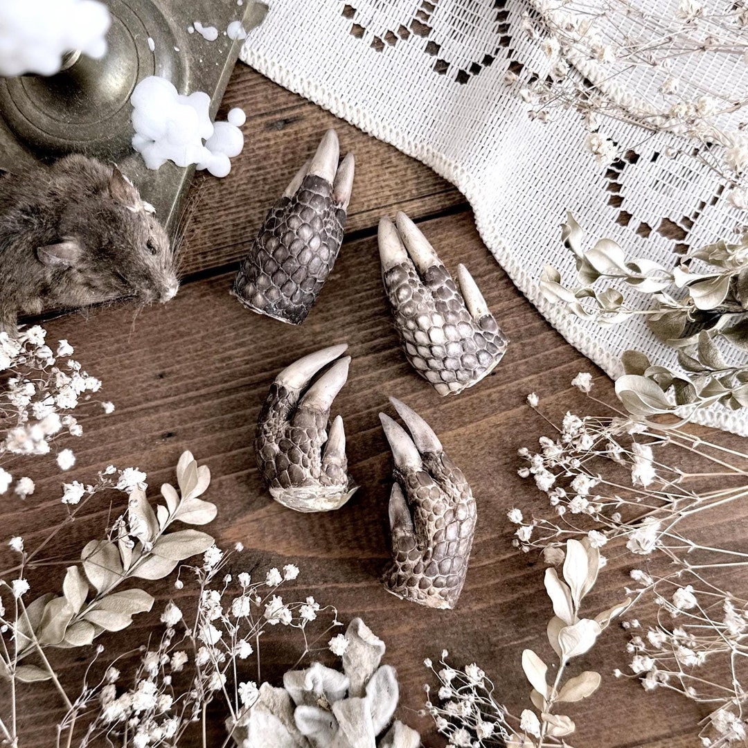 Real Mummified Armadillo Foot, Armadillo Taxidermy, Armadillo Decor ...