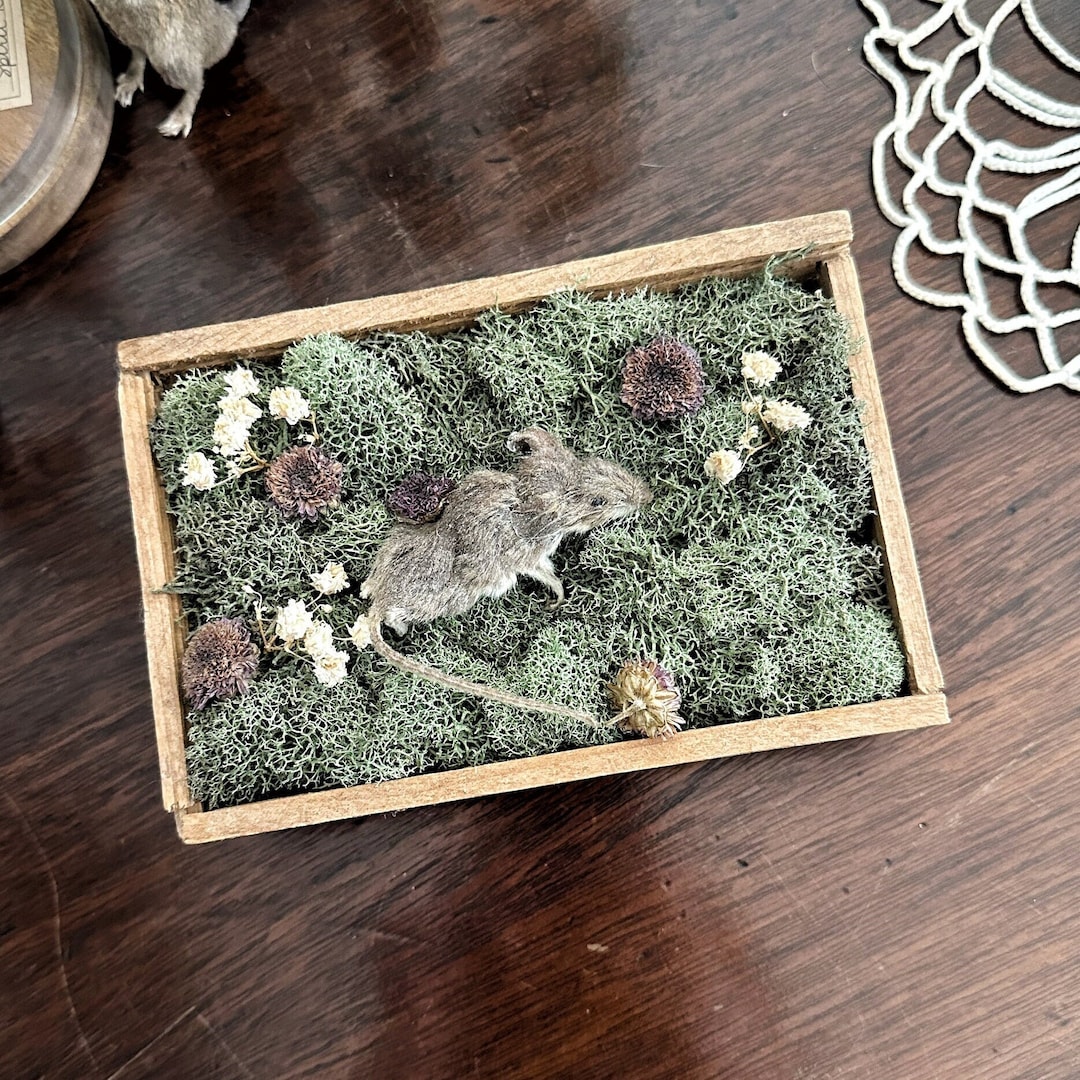 Mummified Mouse Memorial Box, Taxidermy Mouse, Natural History, Dried ...