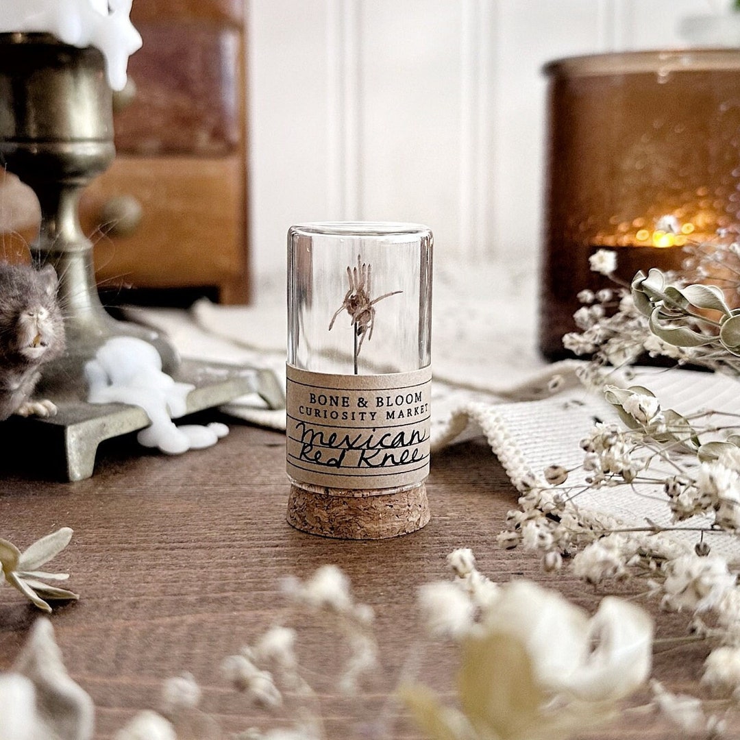 Tiny Mexican Red Knee Tarantula Molt in Glass Vial – No. 02, Natural ...