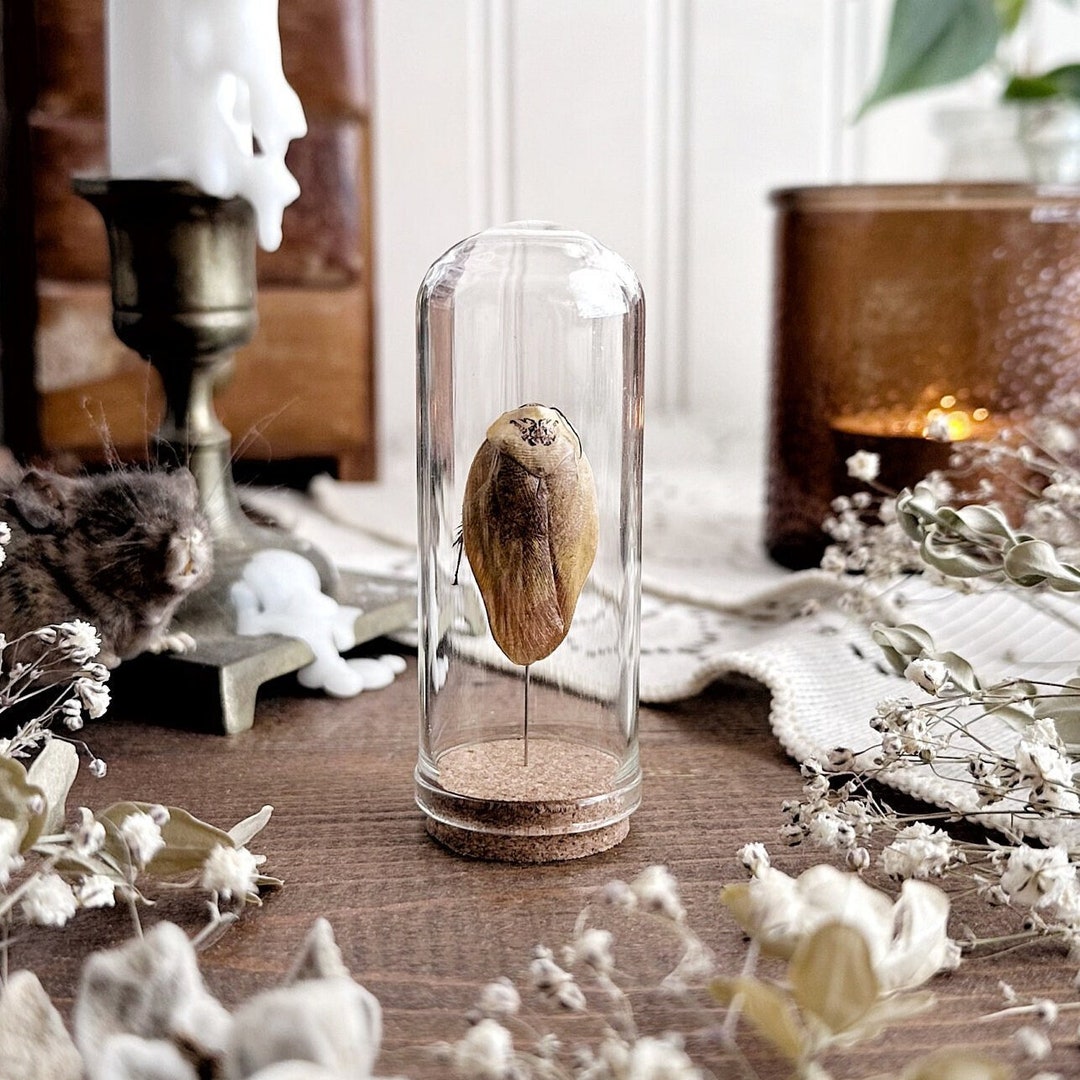 Real Roach Specimen in Glass Vial – No. 02, Real Cockroach, Natural ...