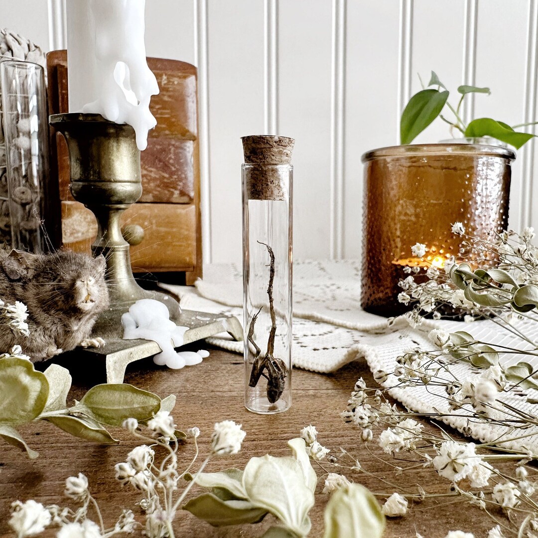 Petite Mummified Frog in Glass Vial – No. 20, Preserved Frog, Natural ...