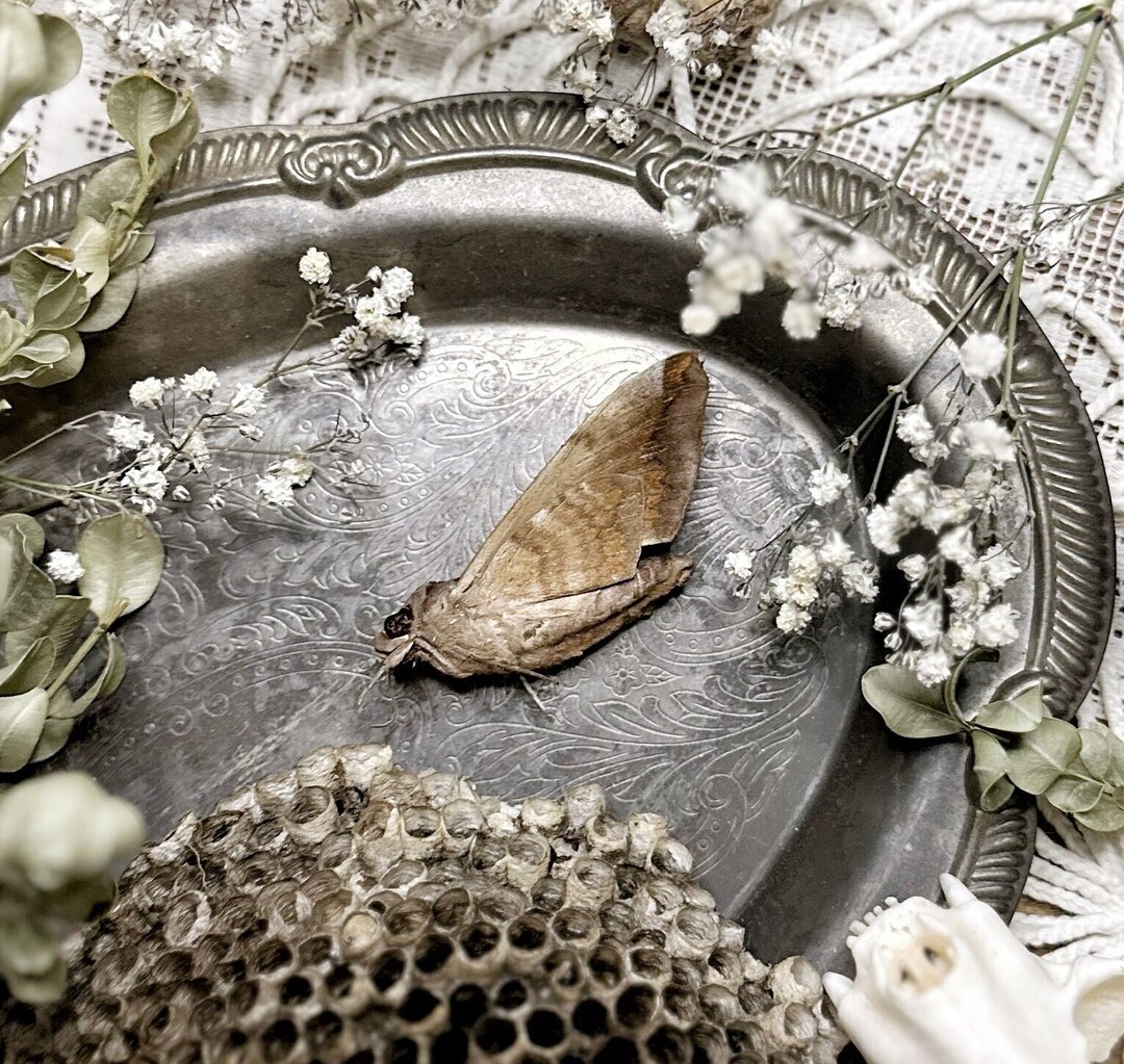 Real Preserved Moth No. 04, Natural History, Curiosity, Oddity, Dried ...