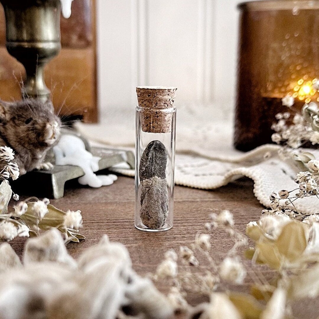 Mummified Jackrabbit Tongue in Glass Vial No. 02 Real - Etsy