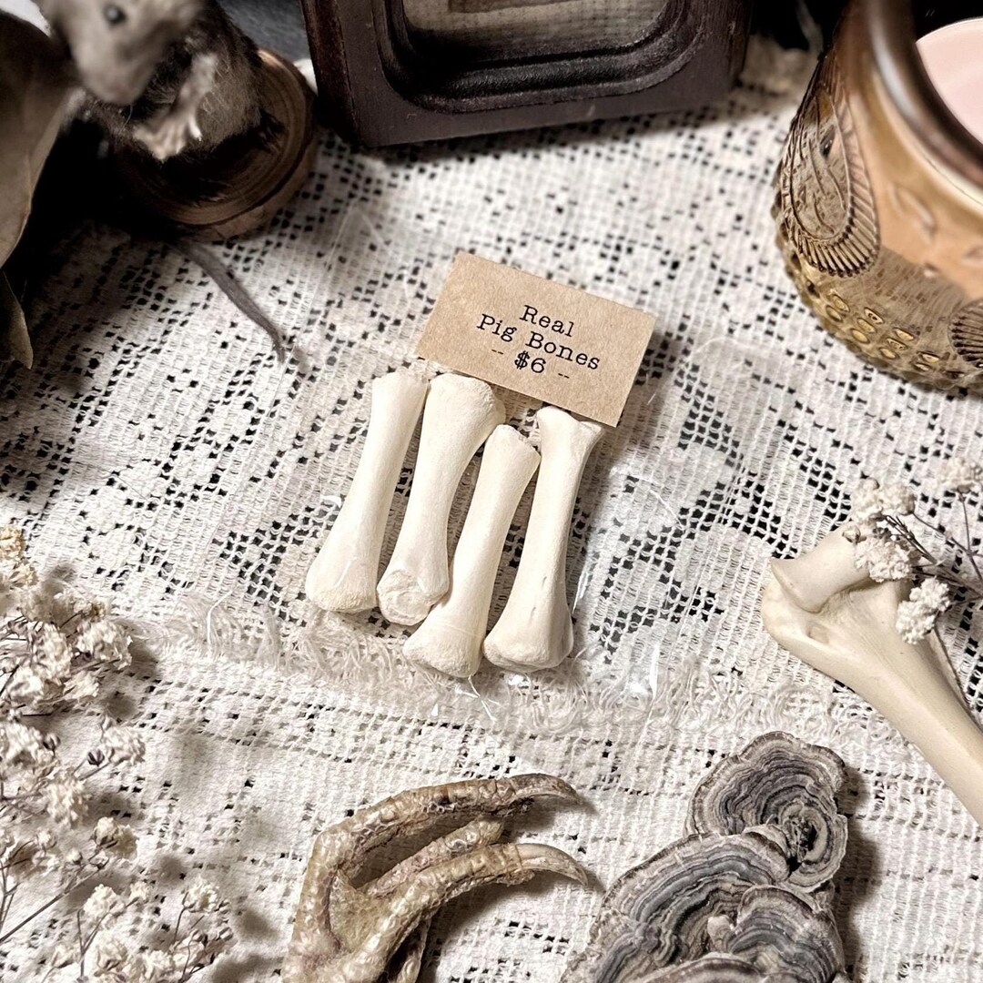 Real Fetal Pig Bones, Real Pig Bones, Pig Decor, Pig Gift, Natural ...
