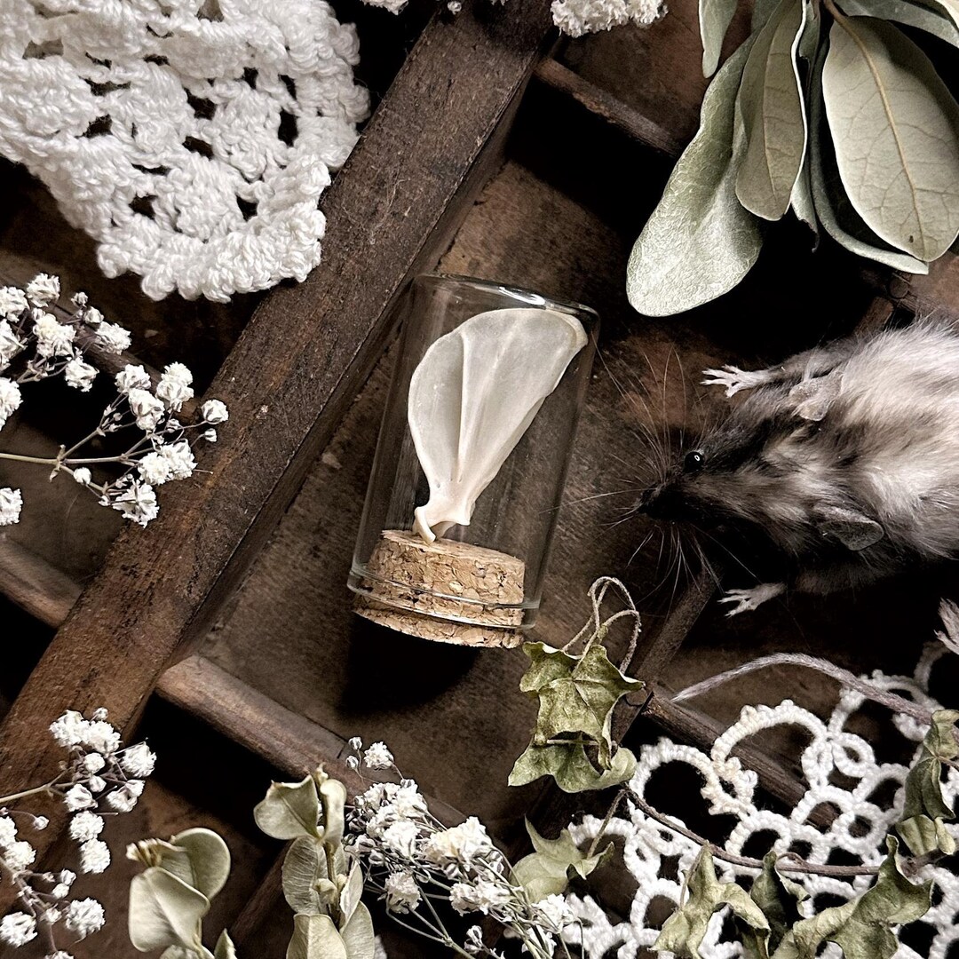 Real Squirrel Scapula Bone in Glass Vial No. 01, Natural Squirrel Bones ...