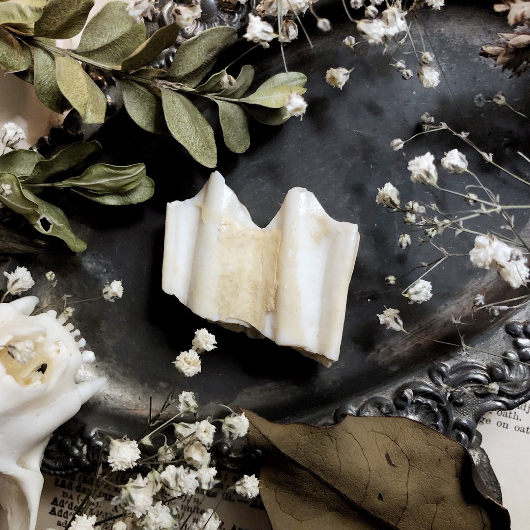 Real Buffalo Molar, Real Buffalo Tooth, Buffalo Teeth, Natural History ...