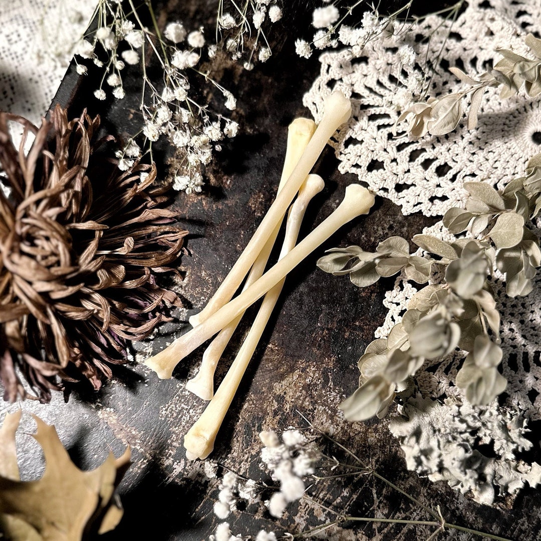 Real Raccoon Radius Bone No. 01, Raccoon Bones, Animal Bones, Natural ...