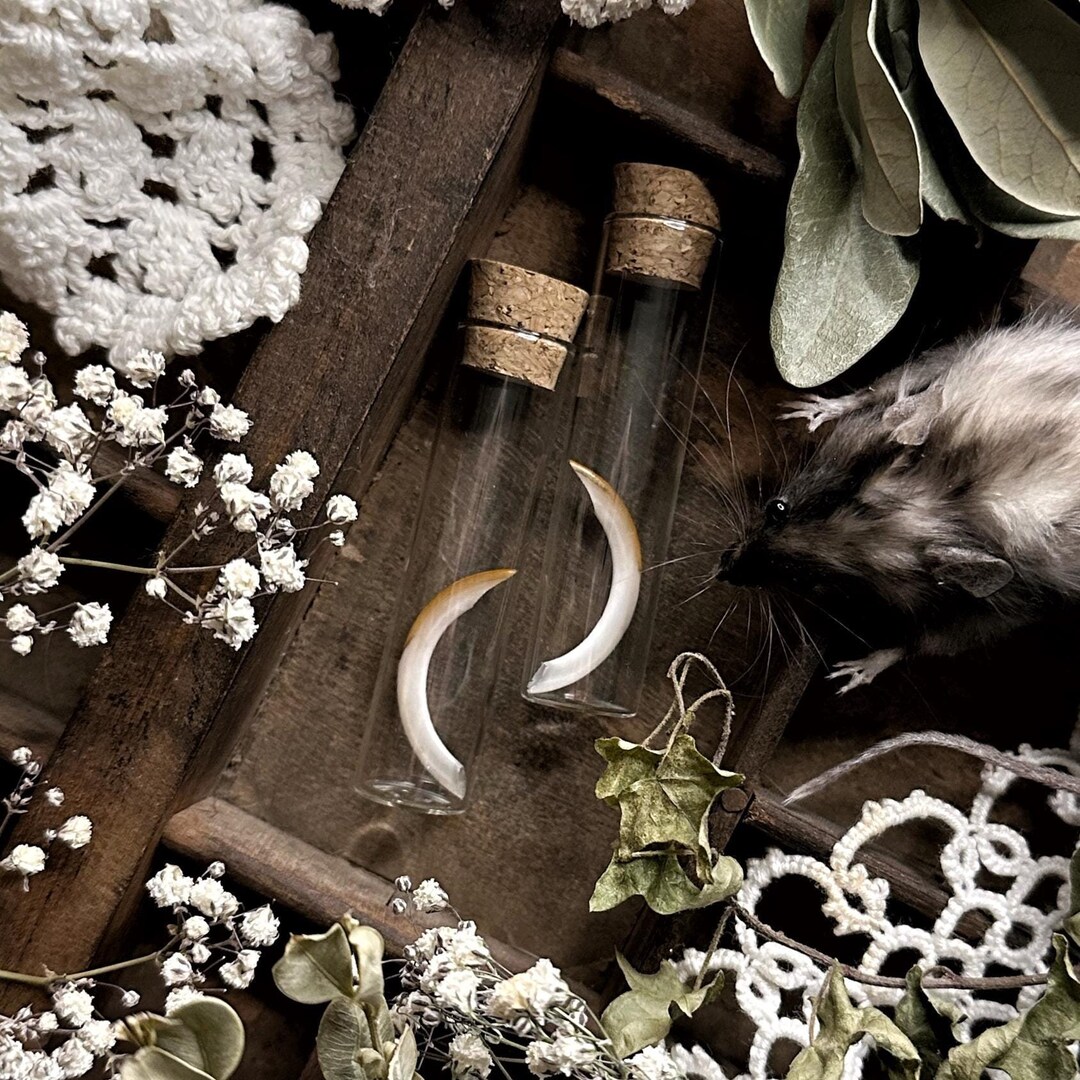 Real Squirrel Tooth in Glass Vial – No. 01, Natural History, Curiosity ...