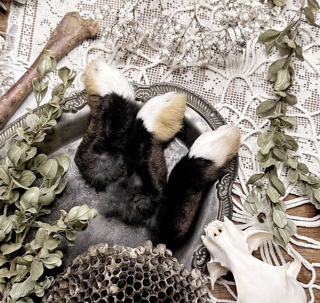 Black & White Rabbit Foot No. 01, Rabbit Taxidermy, Rabbit Decor ...