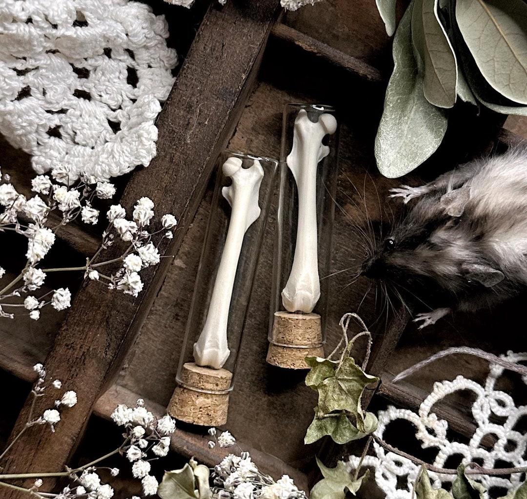 Real Squirrel Femur Bone in Glass Vial No. 01, Natural Squirrel Bones ...