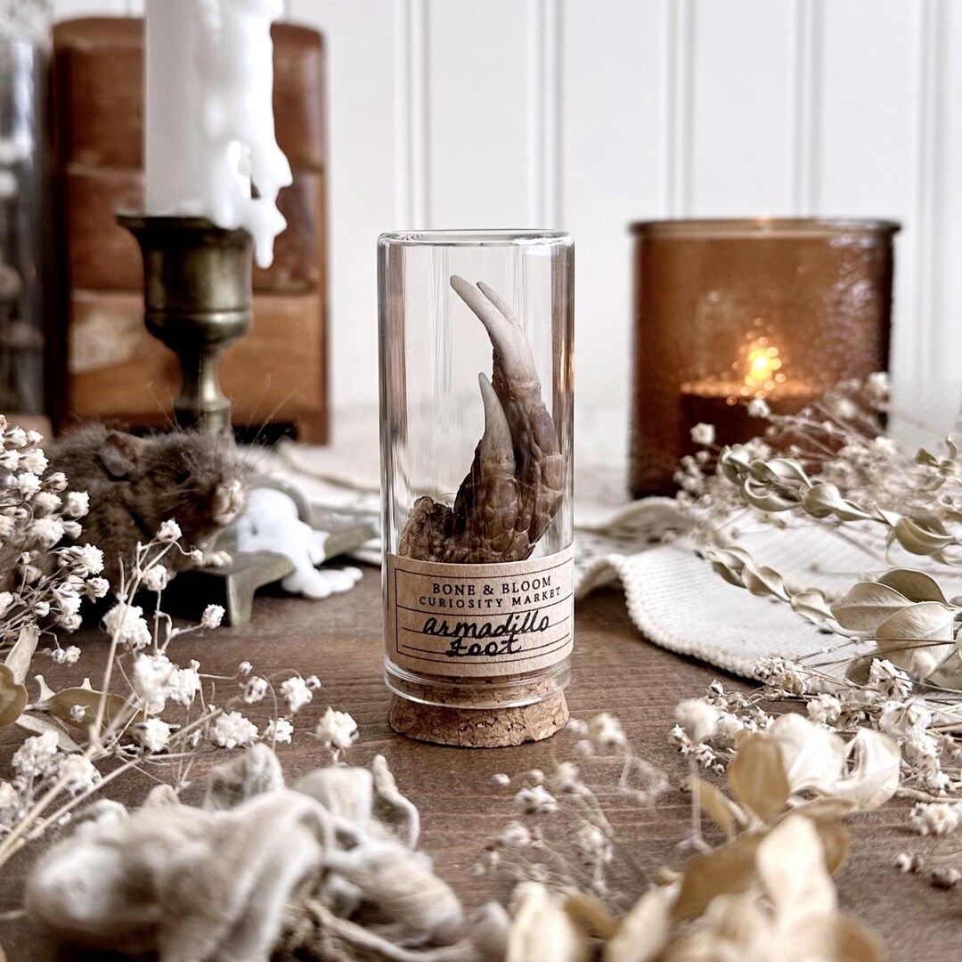 Real Mummified Armadillo Foot in Glass Vial – No. 02, Armadillo ...