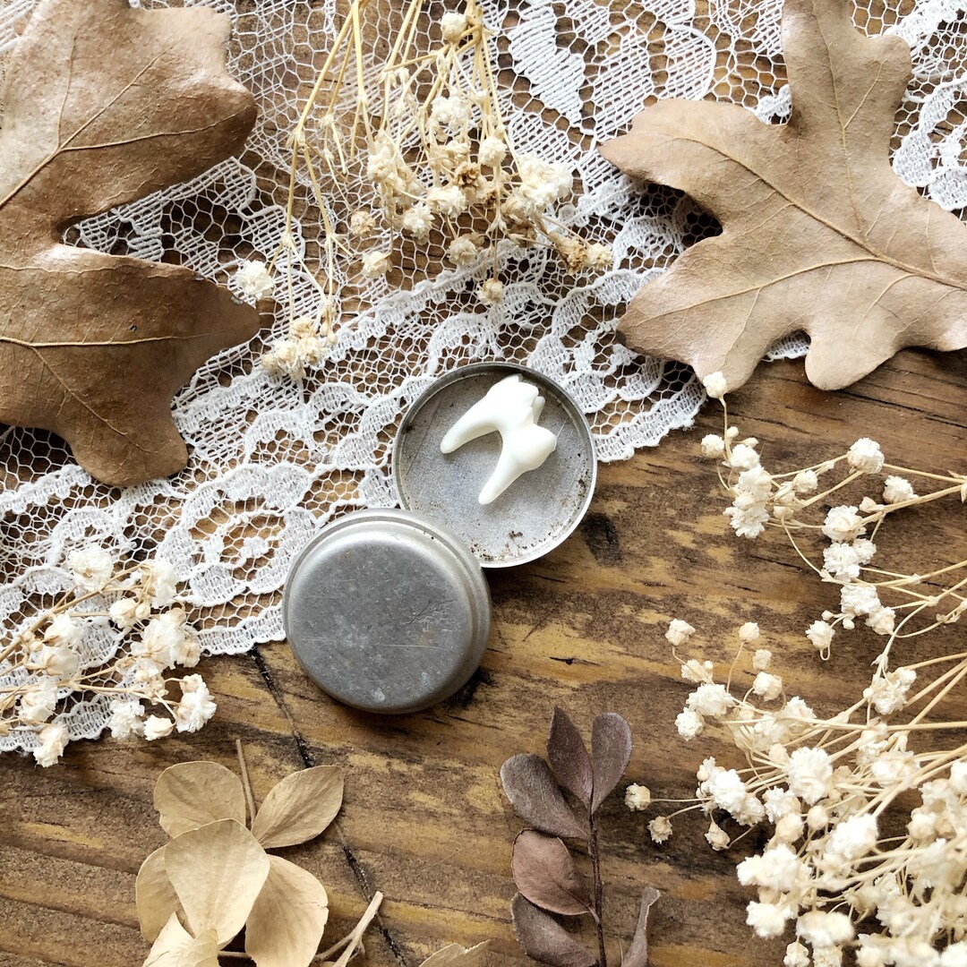 Tiny Tooth in a Tiny Tin, Raccoon Molar in Vintage Metal Tin, Real ...