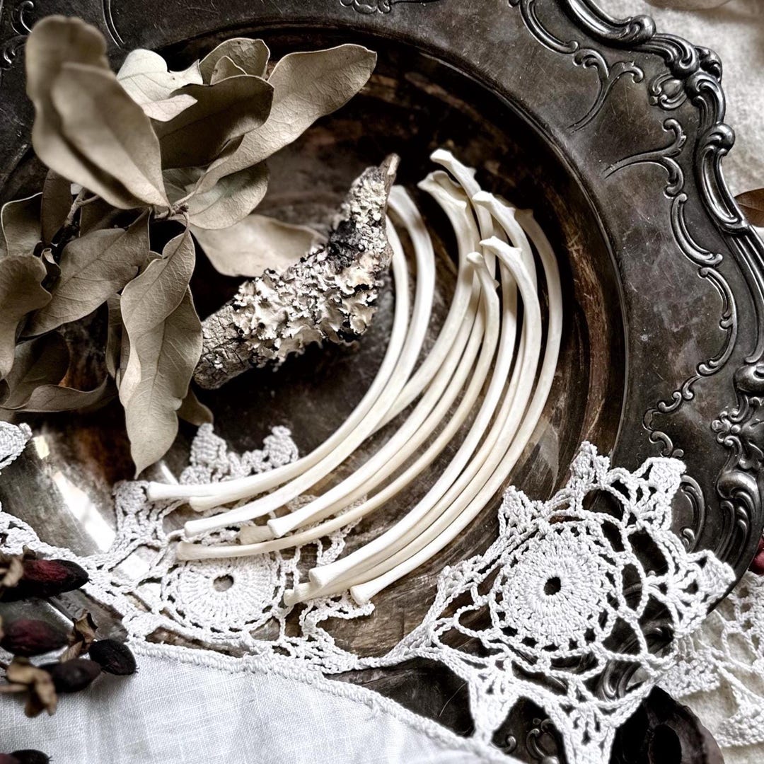 One Large Coyote Rib Bone – No. 01, Coyote Bones, Coyote Decor, Natural ...