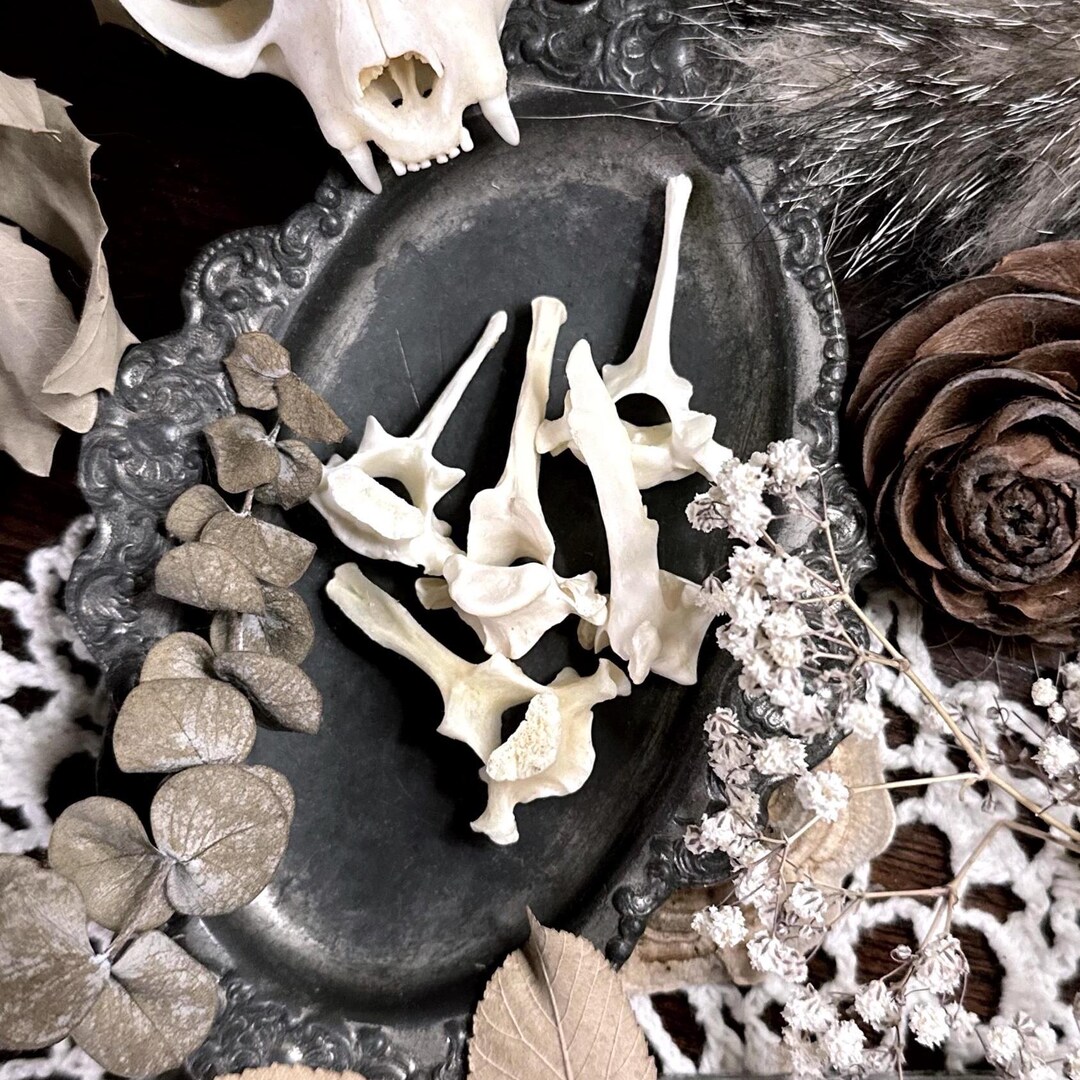One Real Fox Vertebrae Bone, Real Fox Bones Skeleton, Fox Decor ...