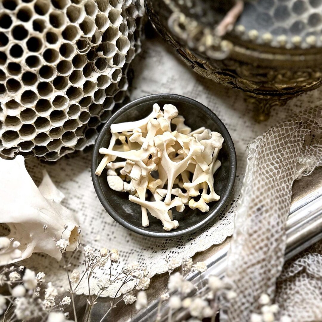 3 Fetal Pig Vertebrae Bones, Real Pig Bones, Pig Decor, Pig Gift ...