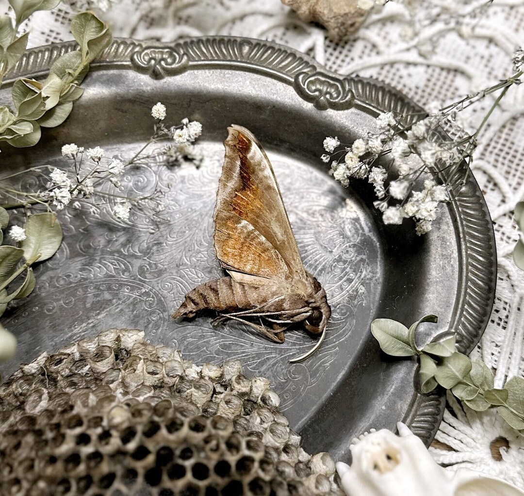 Real Preserved Moth – No. 07, Natural History, Curiosity, Oddity, Dried ...