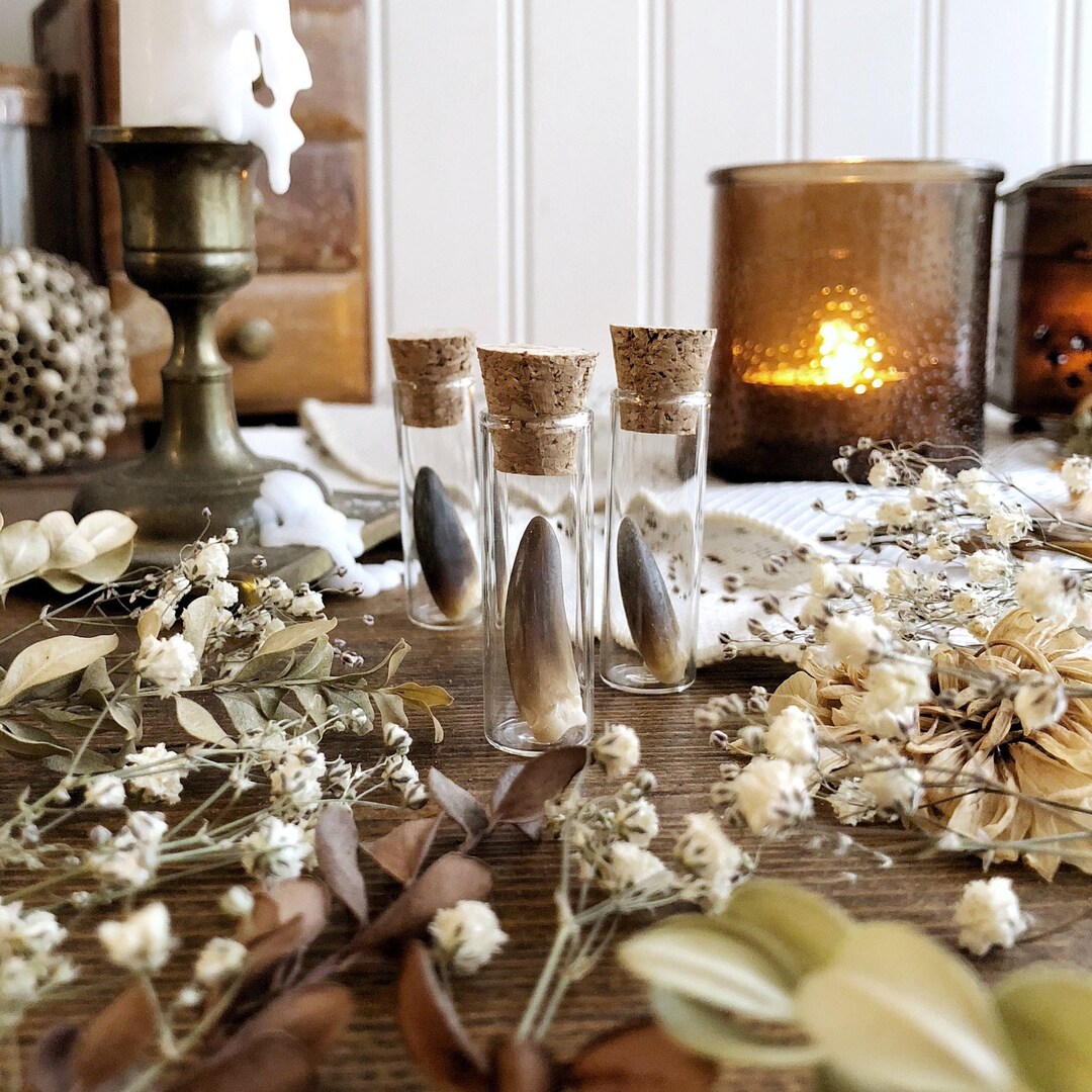 Real Turkey Claw in Glass Vial – No. 01, Natural History, Curiosity ...