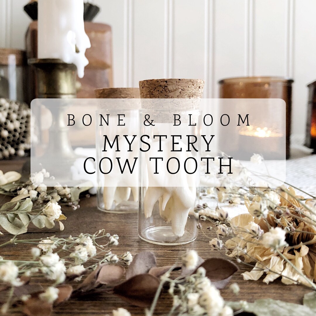 Real Mystery Cow Tooth in Glass Vial, Real Cow Molar, Natural History ...