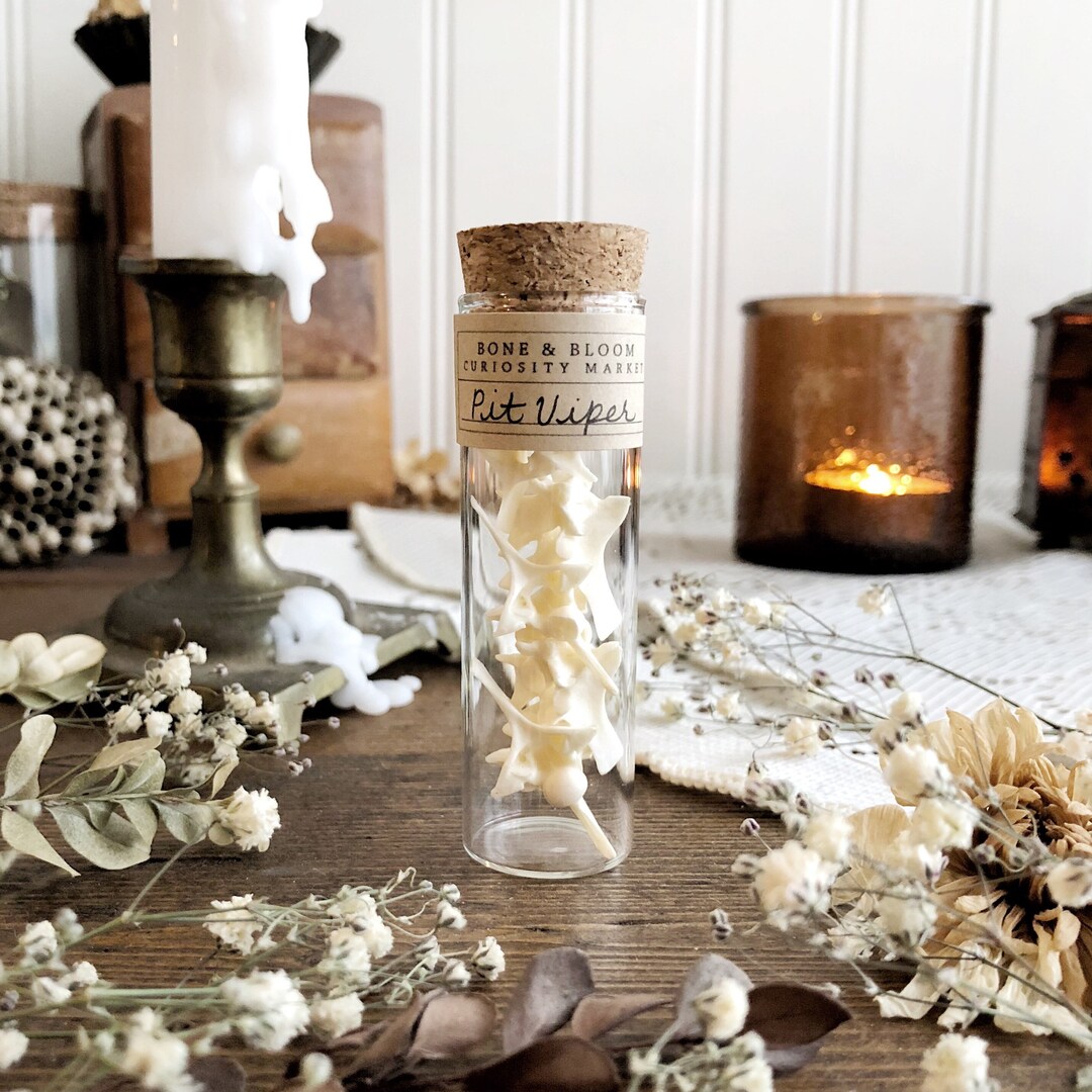 Real Pit Viper Vertebrae Bones in Glass Vial, Snake Bones, Natural ...