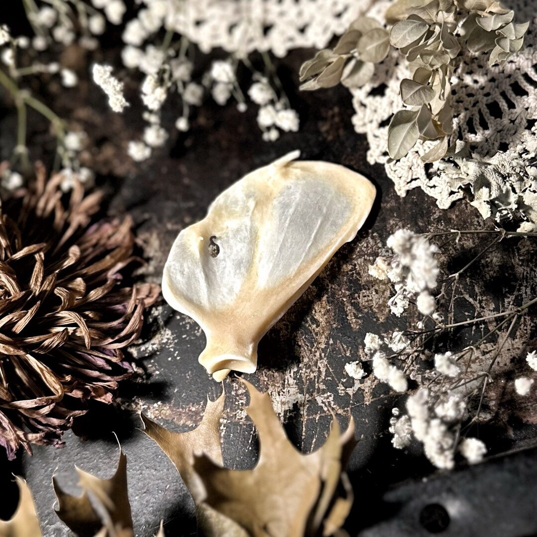 Pathological Raccoon Scapula Bone No. 04, Raccoon Bones, Animal Bones ...