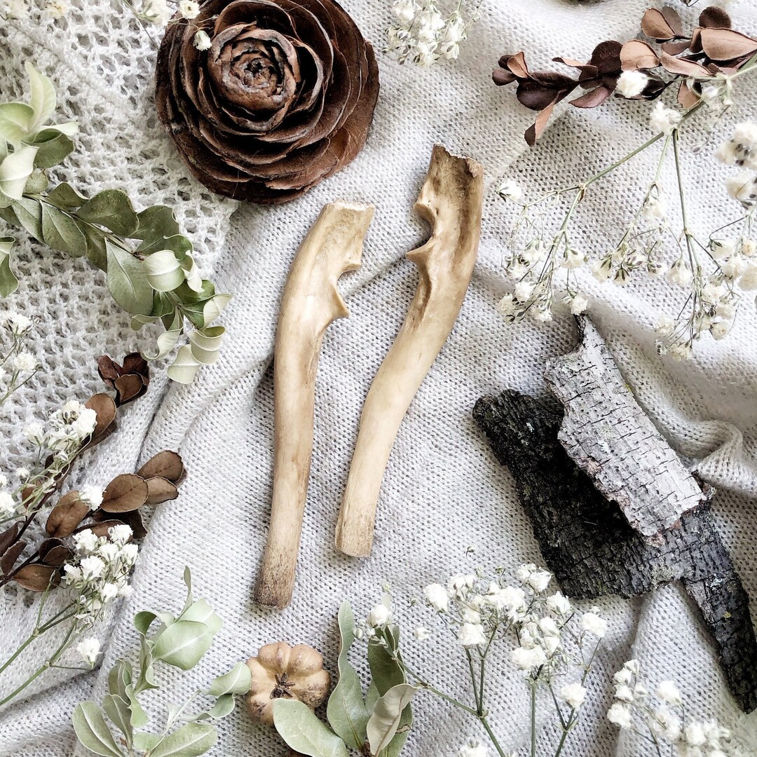 Rustic Beaver Ulna Bone Nature Cleaned Beaver Bones Natural - Etsy