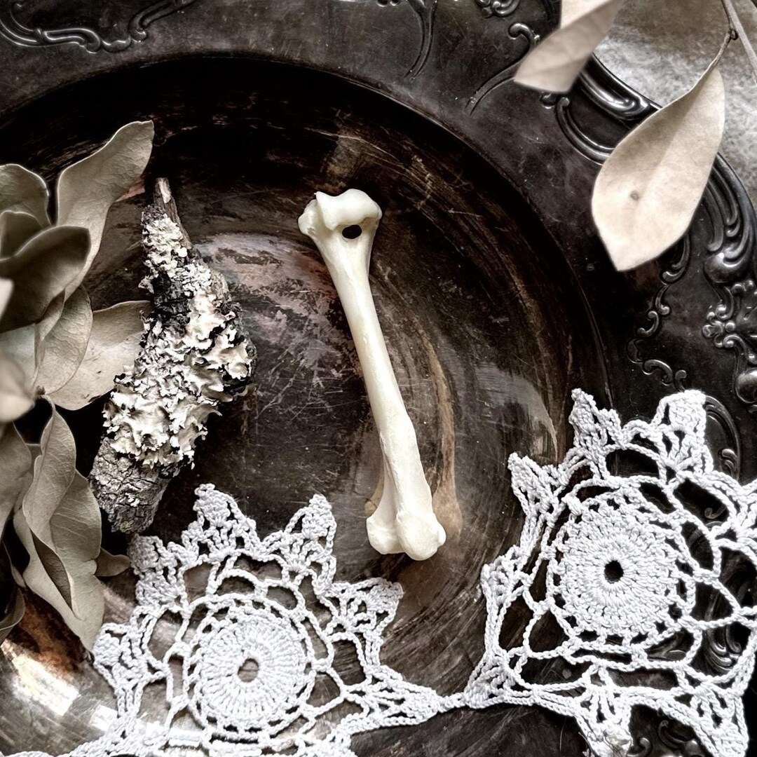 Real Fox Humerus Bone – No. 02, Fox Skeleton, Fox Decor, Fox Gift ...
