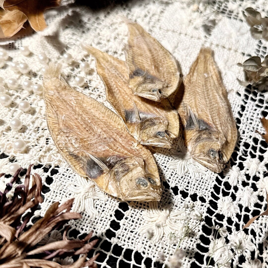 Real Mummified Fish – No. 01, Dried Fish, Natural History, Ocean Decor ...