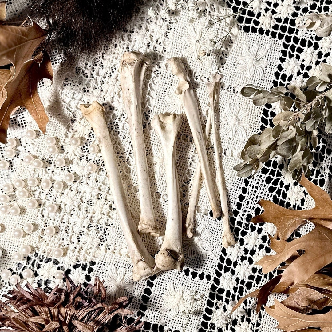 Rustic Leg Bones Collection, Fox Bones, Natural History, Curiosity ...