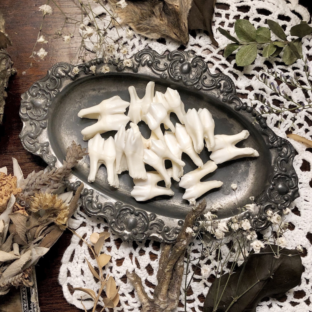 Real Deer Molar No. 01, Real Deer Tooth, Real Deer Teeth, Natural ...