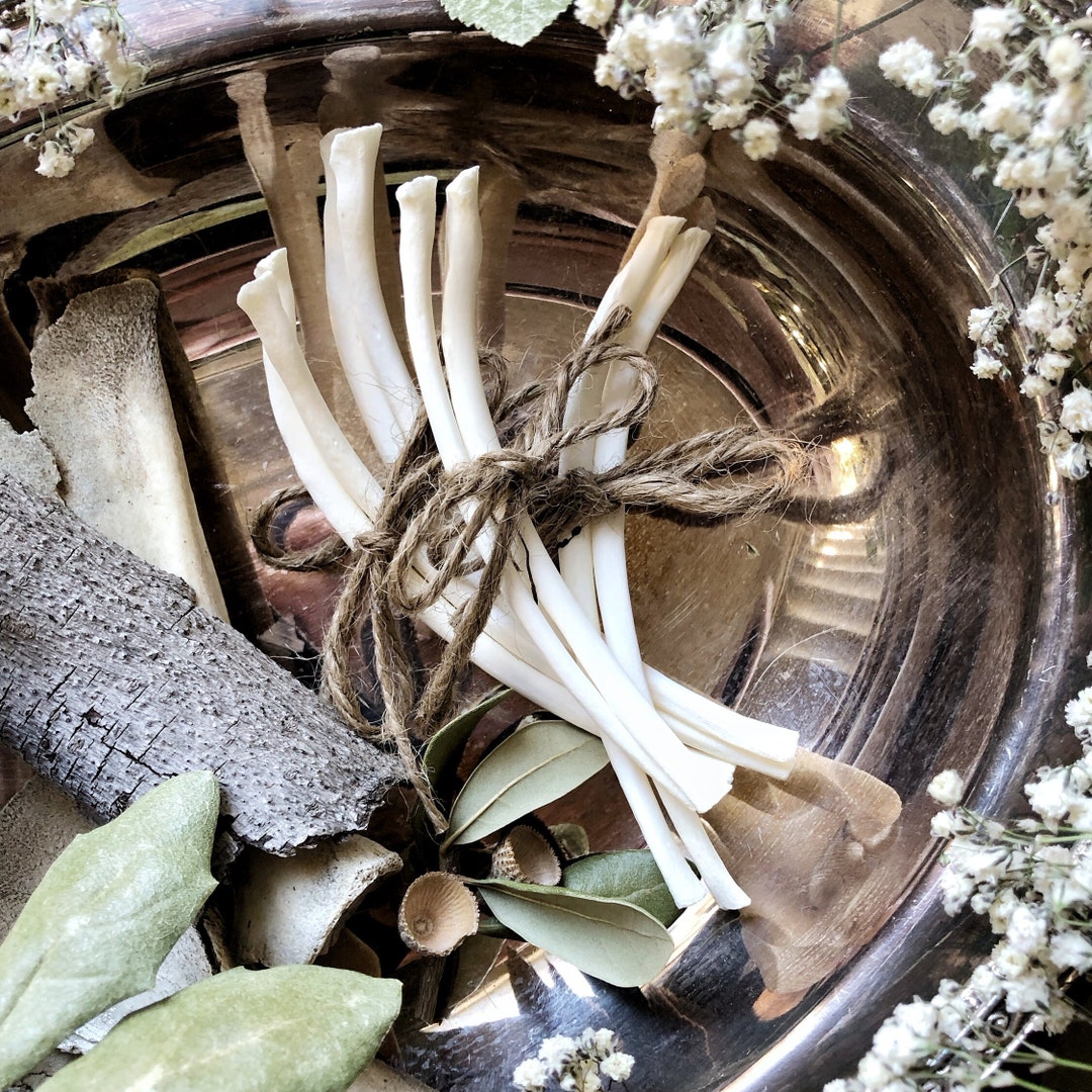 Real Beaver Thin Rib Bone Pair, A Quality Beaver Bones, Natural History ...