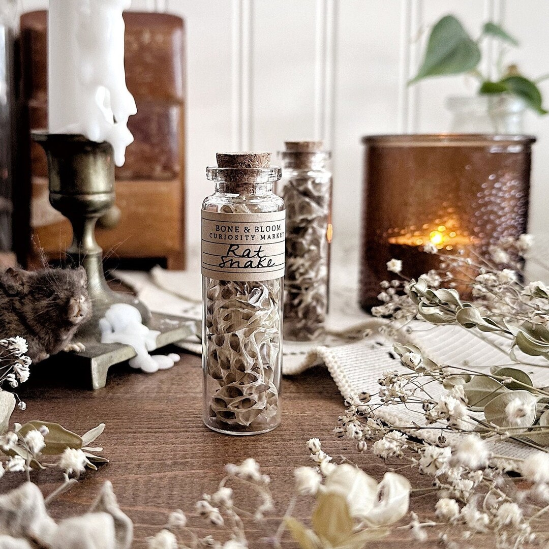 Rat Snake Skin in Glass Vial, Real Snake Shed, Snake Decor, Natural ...