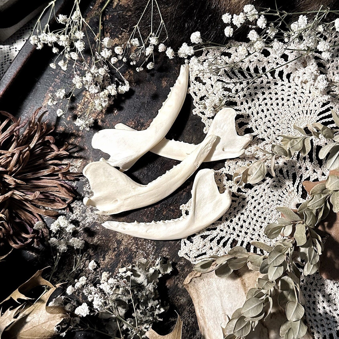 Real Opossum Jawbone No. 03, Opossum Bones, Natural History, Curiosity ...