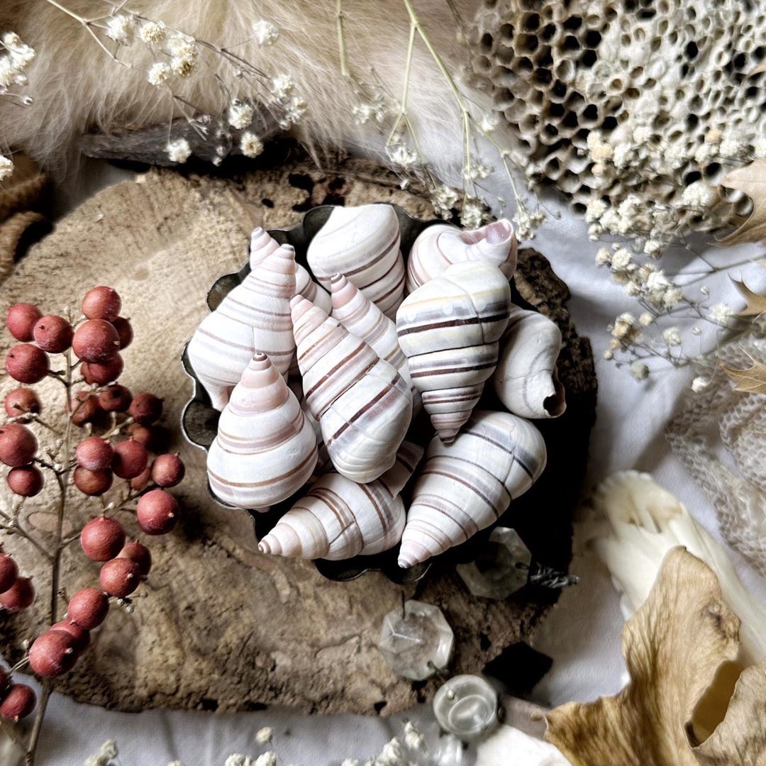 3 Medium Candy Cane Snail Shells, Haitian Tree Snail Shells, Natural ...