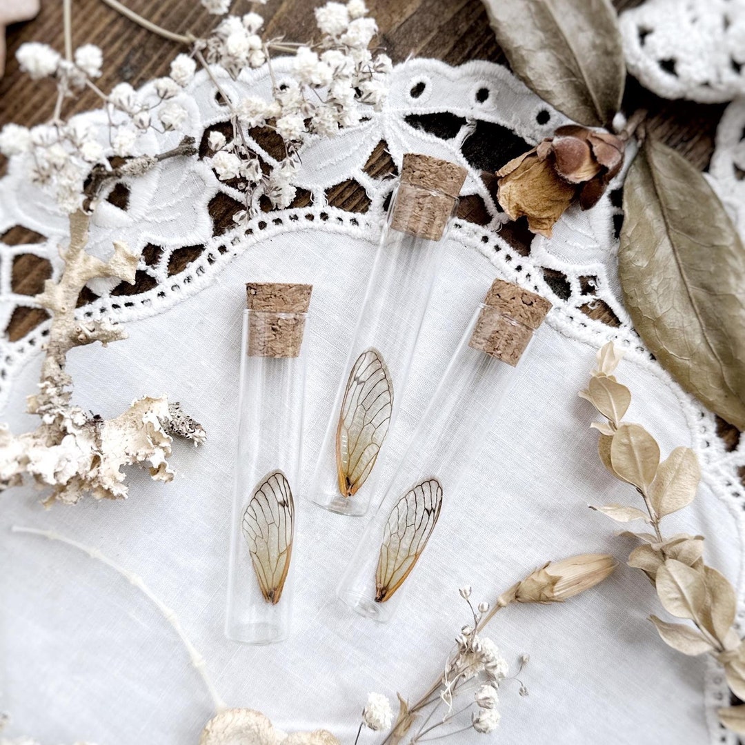 Real Cicada Wing in Glass Vial – No. 03, Preserved Cicada, Natural ...