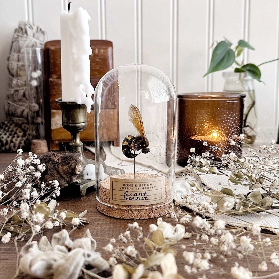 Giant Hornet in Glass Dome, Real Wasp Decor, Insect Decor, Insect Gift ...