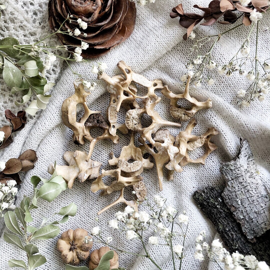 Small Rustic Beaver Vertebrae Bone, Nature Cleaned Beaver Bones ...