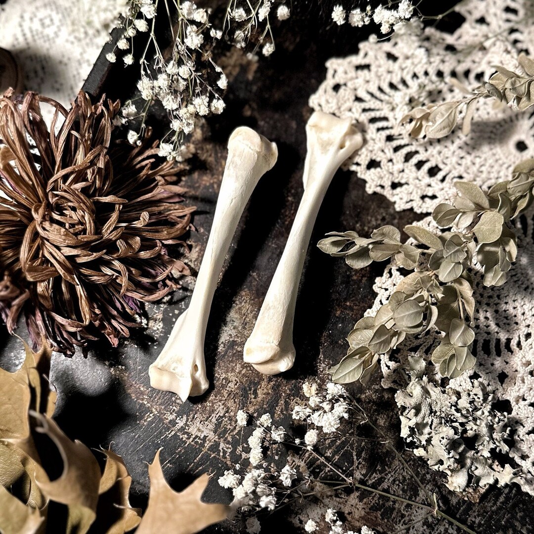 One Real Raccoon Humerus Bone – No. 01, Raccoon Bones, Animal Bones ...