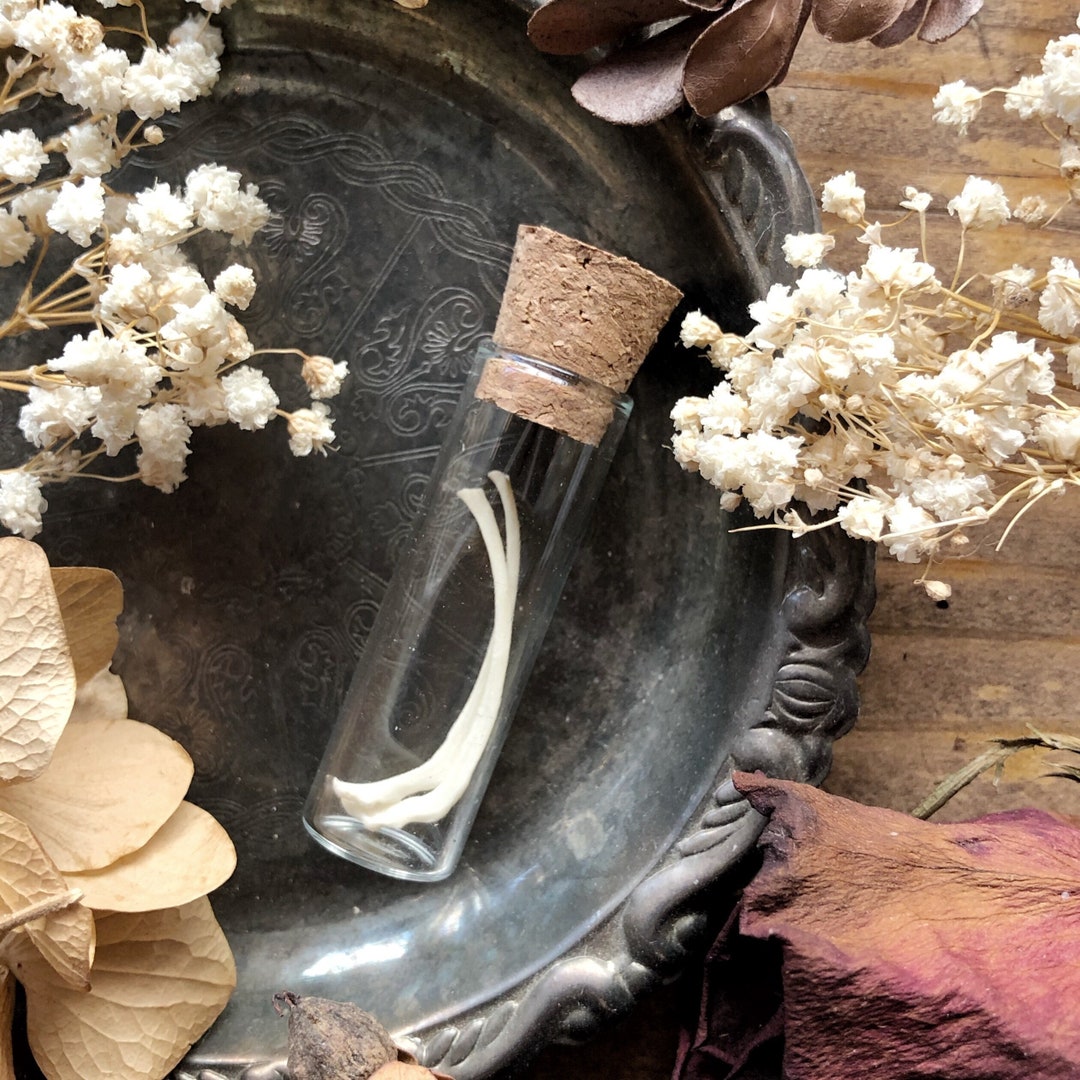 Real Pocket Gopher Rib Bones in Glass Vial, Rodent Bones, Curiosity ...