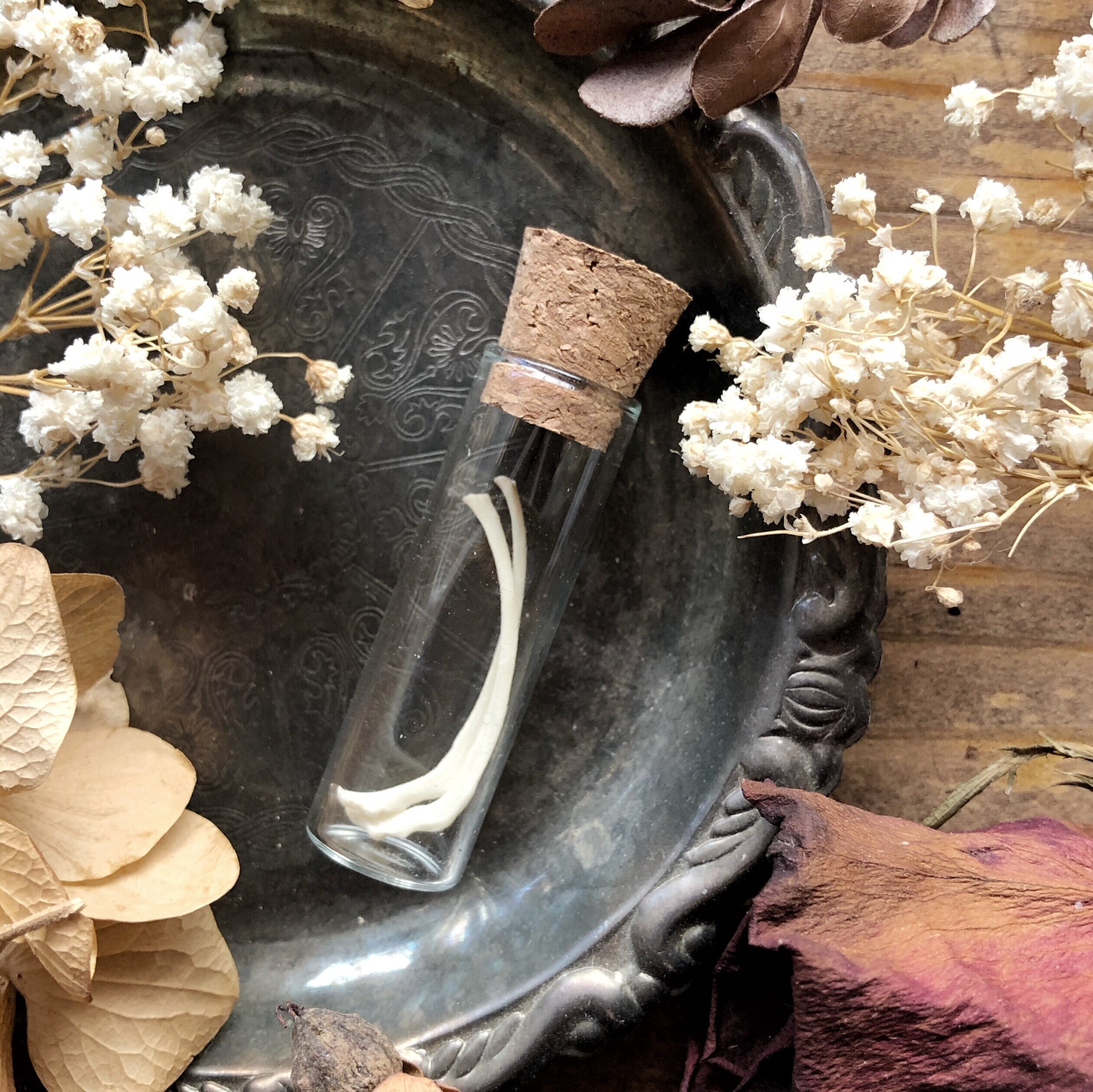 Real Pocket Gopher Rib Bones in Glass Vial Rodent Bones | Etsy