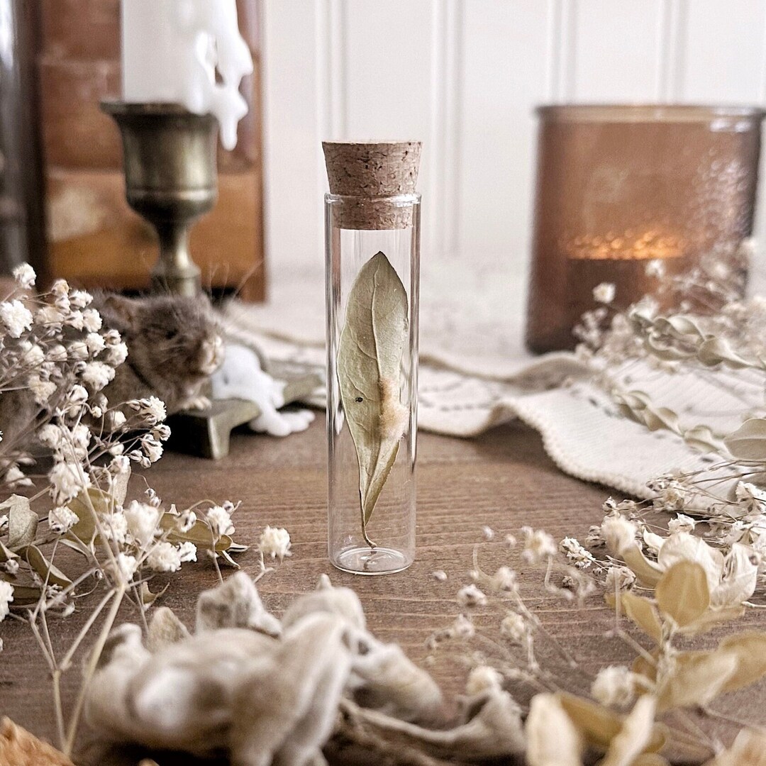 Tiny Oak Galls on a Leaf in Glass Vial, Dried Botanicals, Natural ...