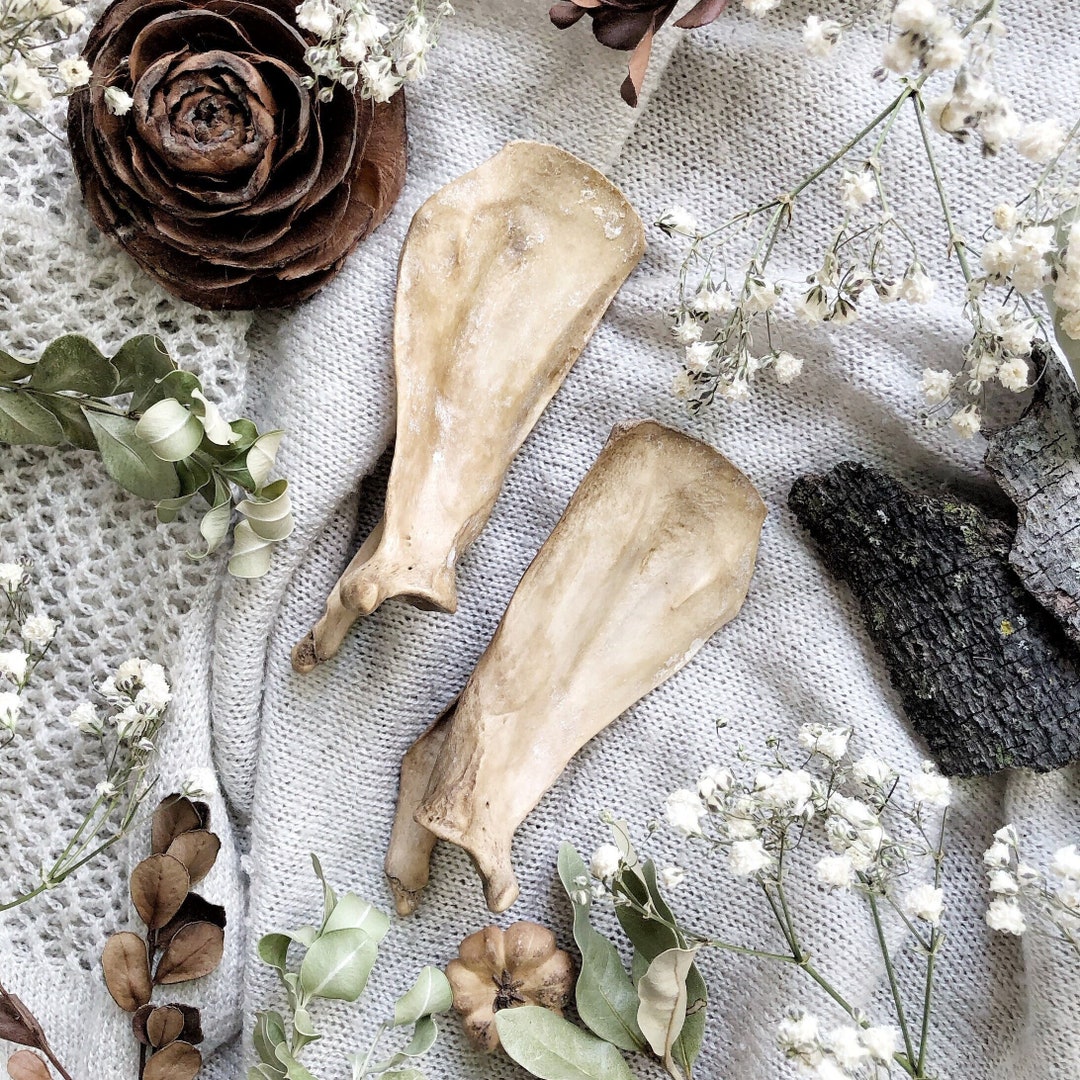 Rustic Beaver Scapula Bone, Nature Cleaned Beaver Bones, Natural ...