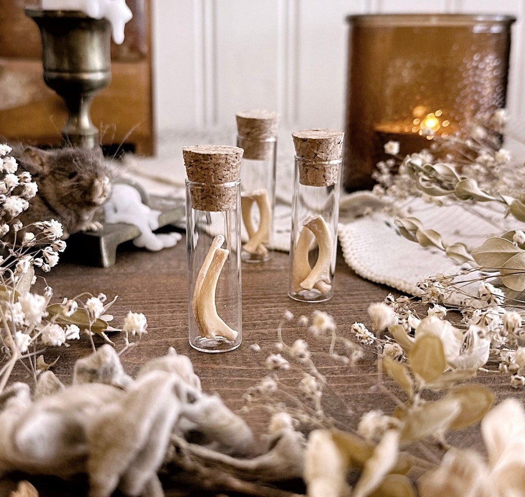 Petite Raccoon Rib Bones in Glass Vial – No. 03, Raccoon Decor, Natural ...
